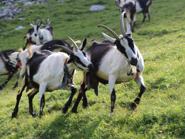 Introducing New Goats: How to Minimize Stress - Goat Journal